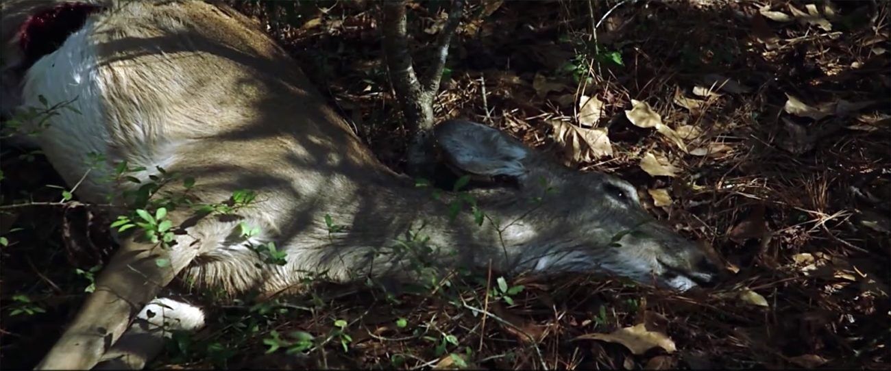 Made in Frame: The Oscar-Winning "Get Out"